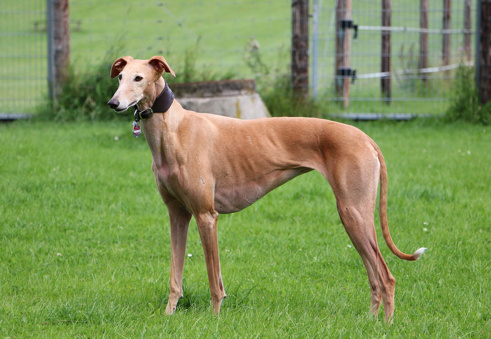 Greyhound Dogs: History, Characteristics, and Care