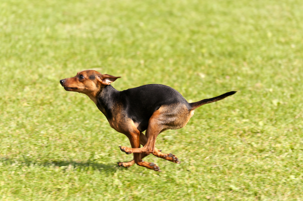 Top Racing Dog Breeds: Characteristics and Traits of Champion Canine ...