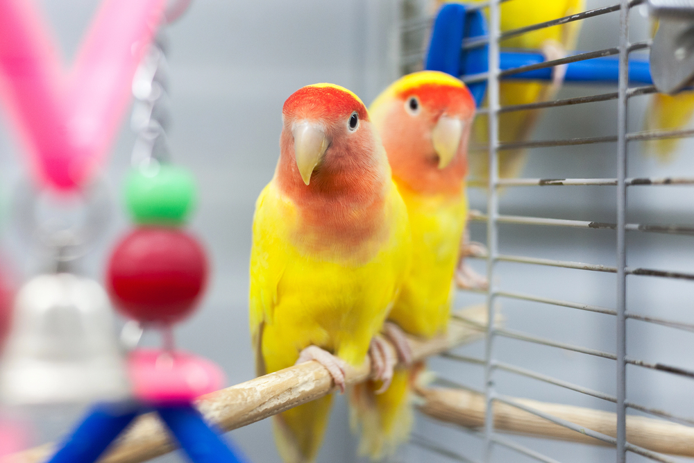 Lovebirds as Pets: A Comprehensive Guide to Care and Companionship