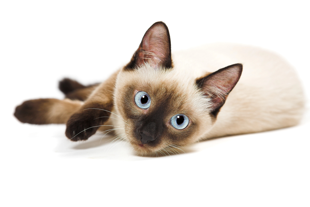Siamese Cats: The Ultimate Guide to Their Personality, Care, and History