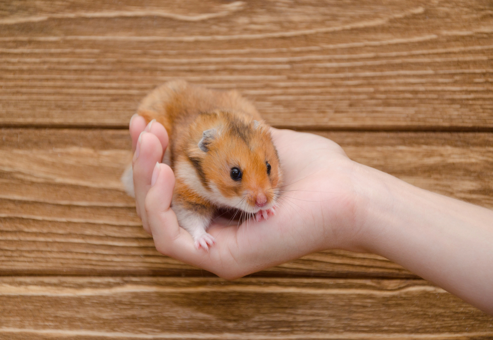 The Joys and Responsibilities of Having a Hamster as a Pet